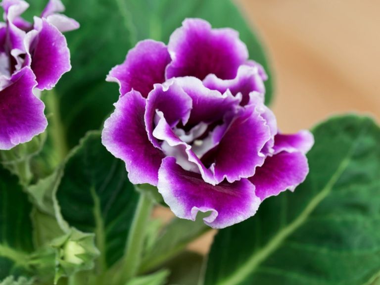 Gloxinia Flower Care - Information On How To Grow Gloxinia Flowering ...