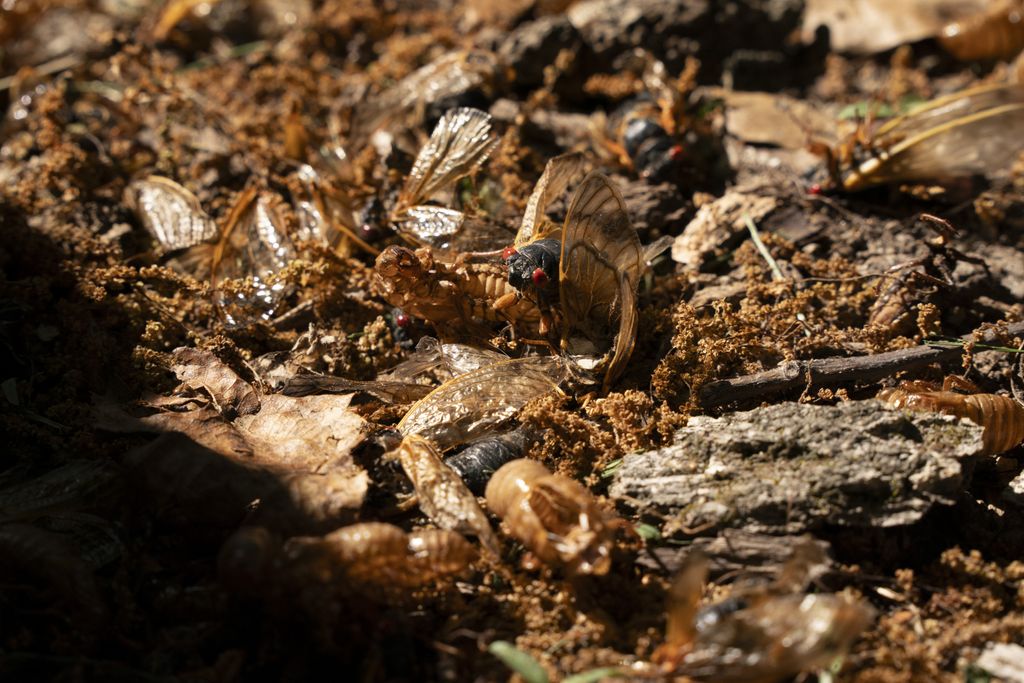 Cicada Double Brood Event What To Expect As Trillions Of Bugs Emerge