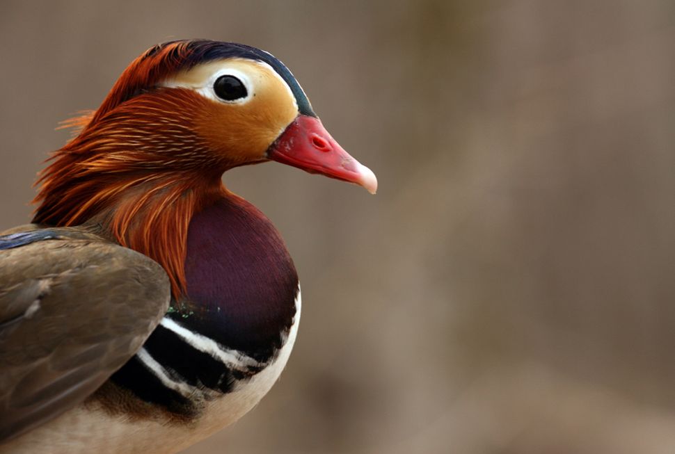 The Rare and Exotic Animals of Russia's Far East | Live Science