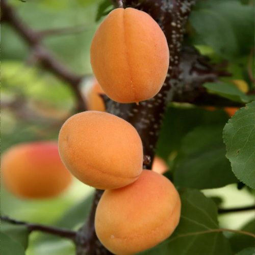 How to grow an apricot tree - from planting to picking | Homes and Gardens