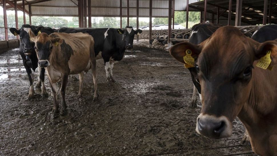 Covering poop lagoons with a tarp could cut 80% of methane emissions ...