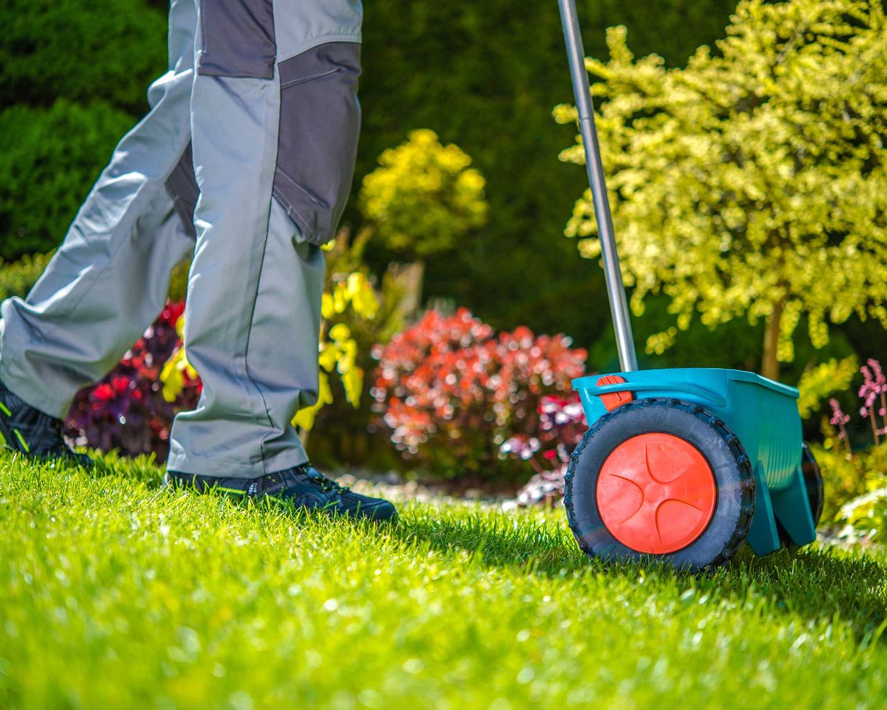 When to overseed a lawn in spring — lawn care pros explain | Real Homes