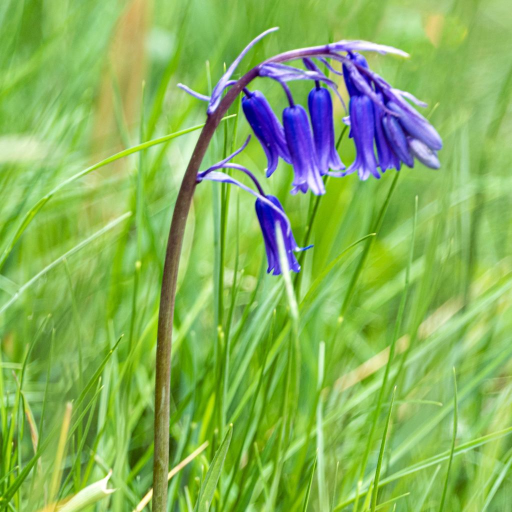How to plant bluebell bulbs to start your own woodland garden | Ideal Home