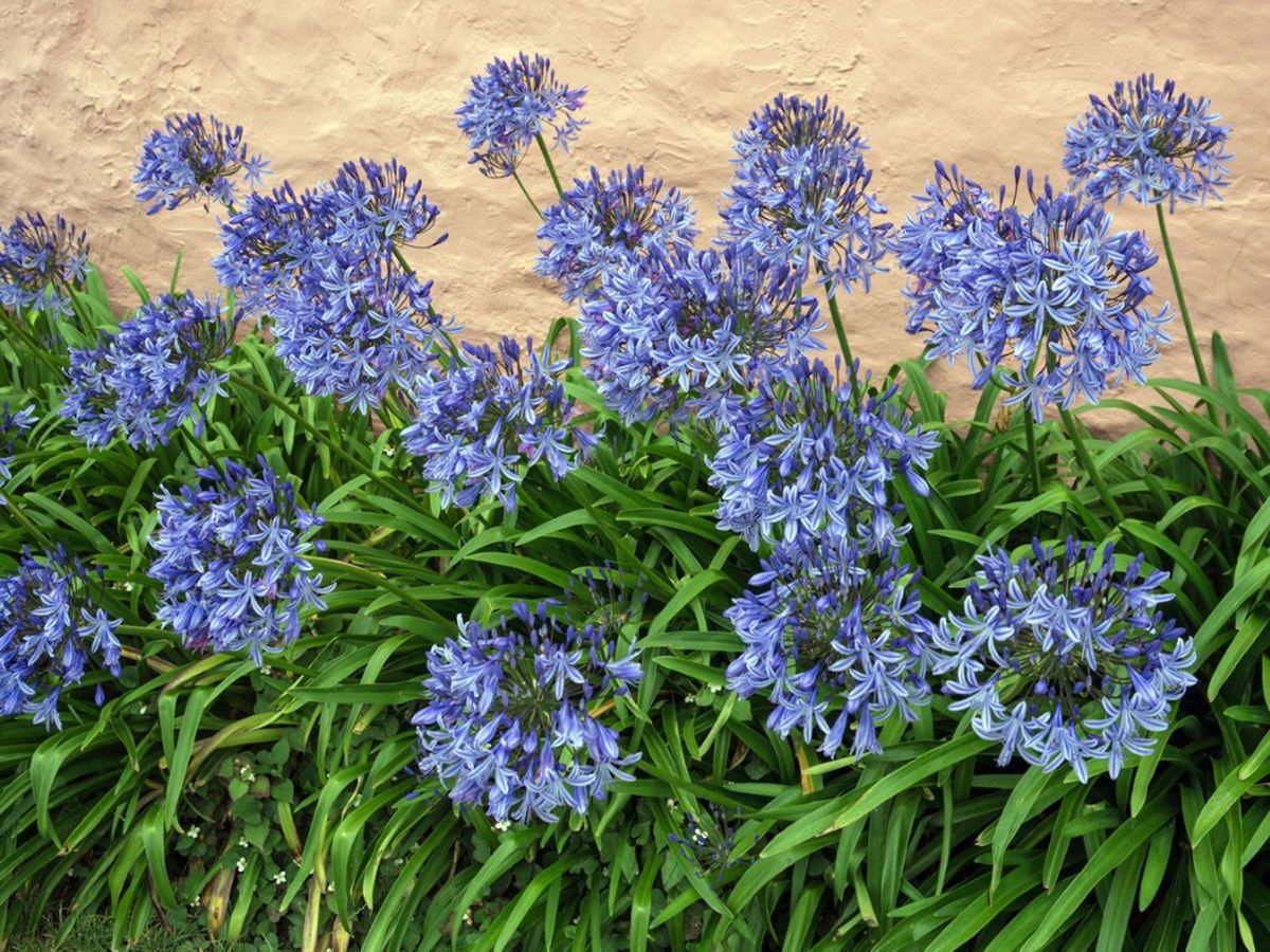 Can I Divide Agapanthus - Tips On Dividing And Transplanting Agapanthus ...