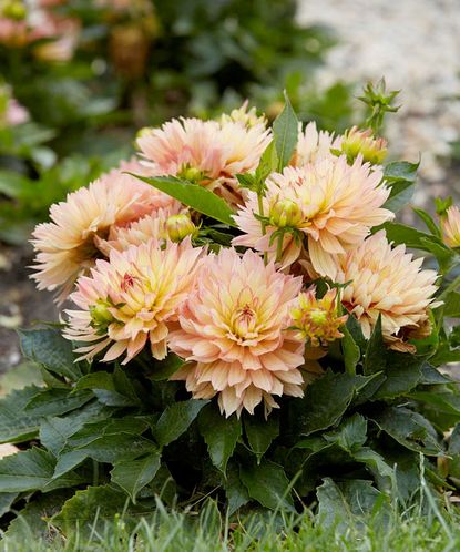 Best rabbit repellent plants: 10 plants to protect your yard | Homes ...