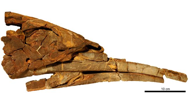 365 million-year-old 'alien' fish had one of the most extreme ...