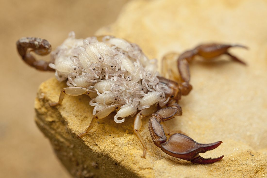 10 Animal Mothers That Carry Babies on Their Backs | Live Science