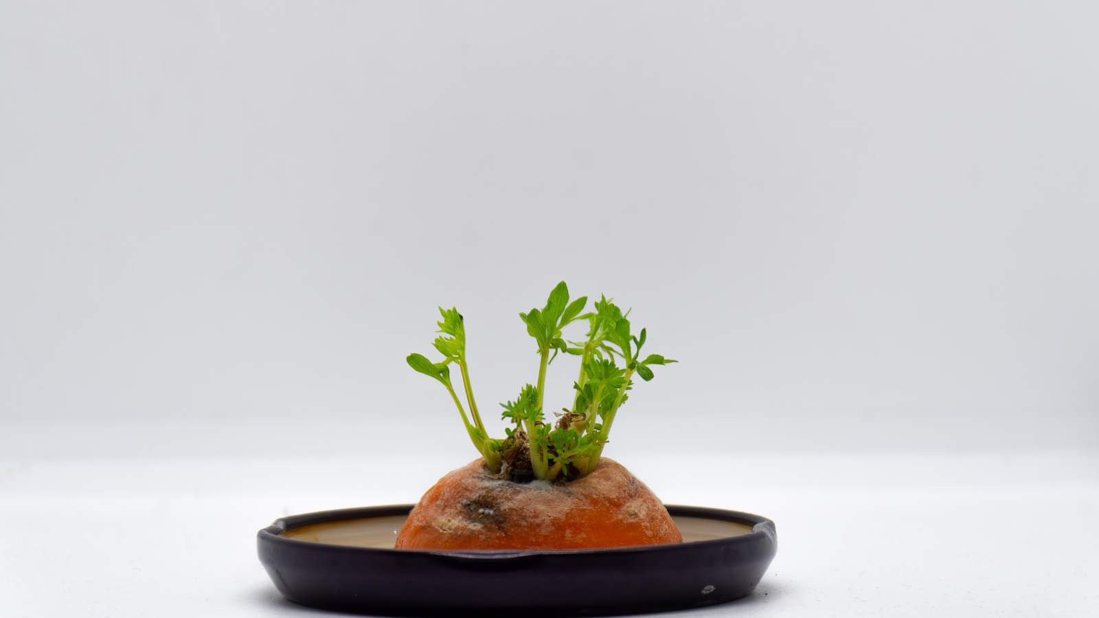 How to grow carrots from carrot tops: a fun family project | Homes and ...