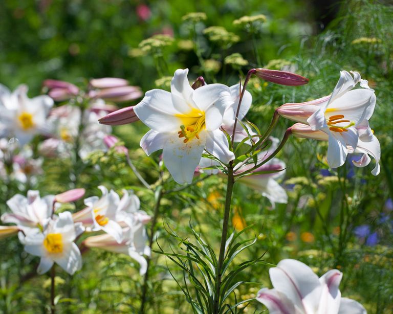 What to plant in January: 14 flowers to add to your garden | Gardeningetc