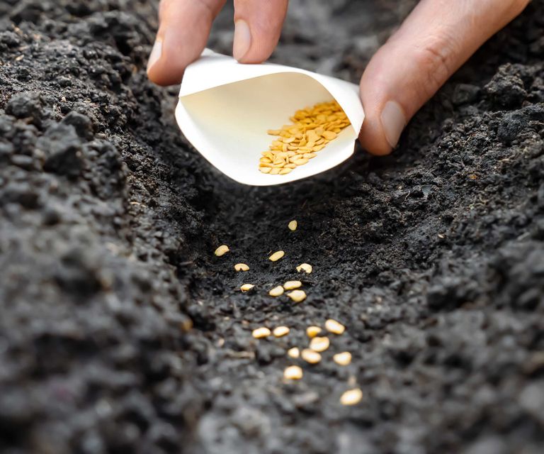 How to sow seeds without using any plastic: expert tips | Homes and Gardens