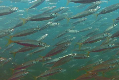 Images of a Primeval Underwater Forest Revealed | Live Science