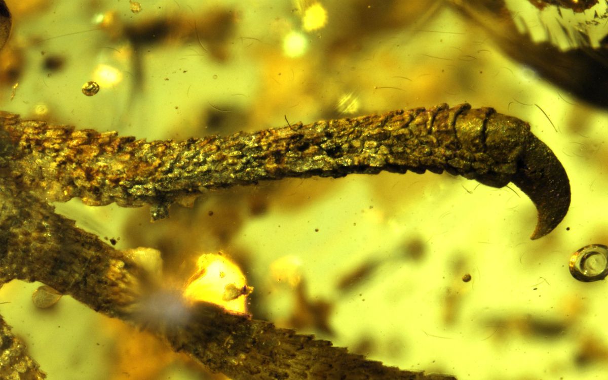 In Photos: Amber Preserves Cretaceous Lizards | Live Science
