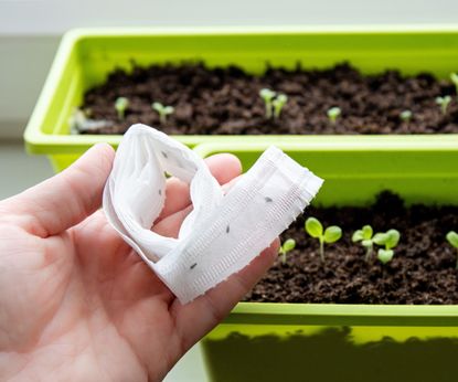 How to make DIY seed tape: 5 simple steps | Homes and Gardens