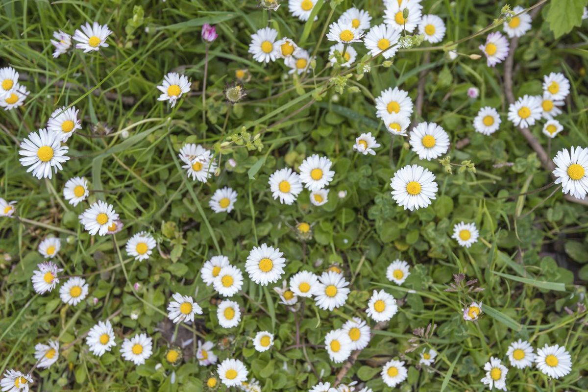 English Daisy Ground Cover - Tips For Growing A Bellis Lawn | Gardening ...