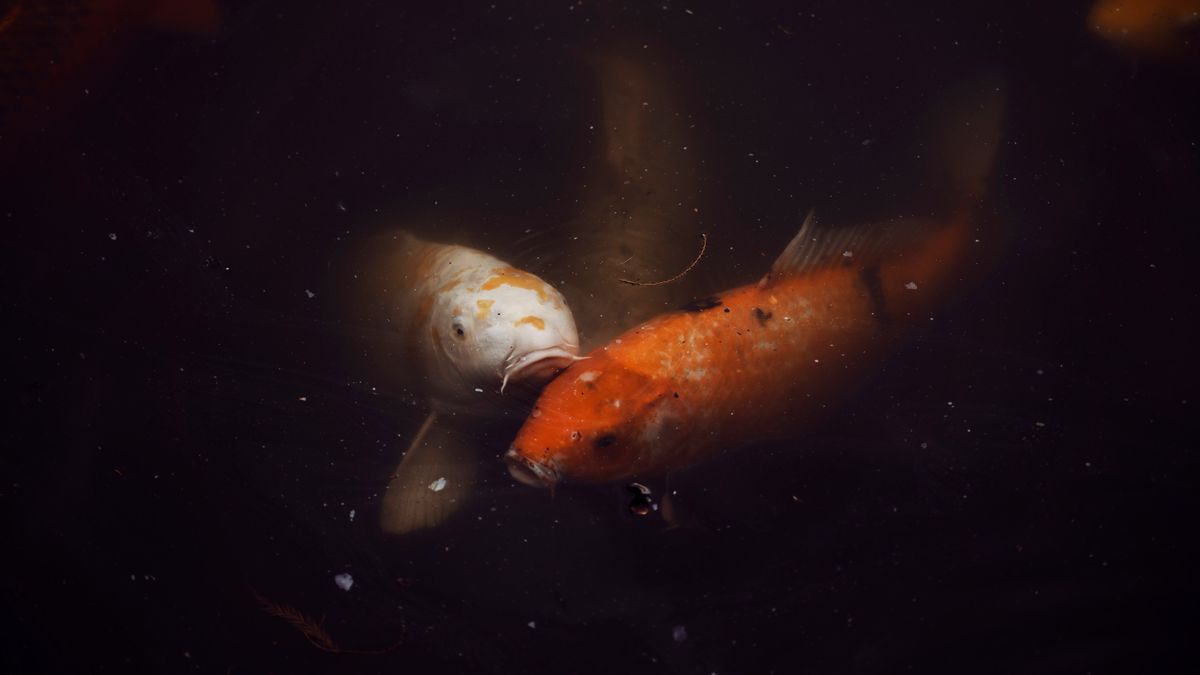 Buy this book! Ted Forbes redefines the how-to photography book with ...