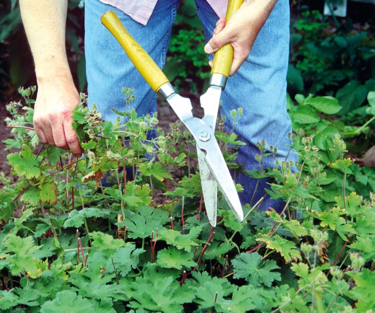 Hardy geraniums care and growing guide: tips for cranesbills | Homes ...