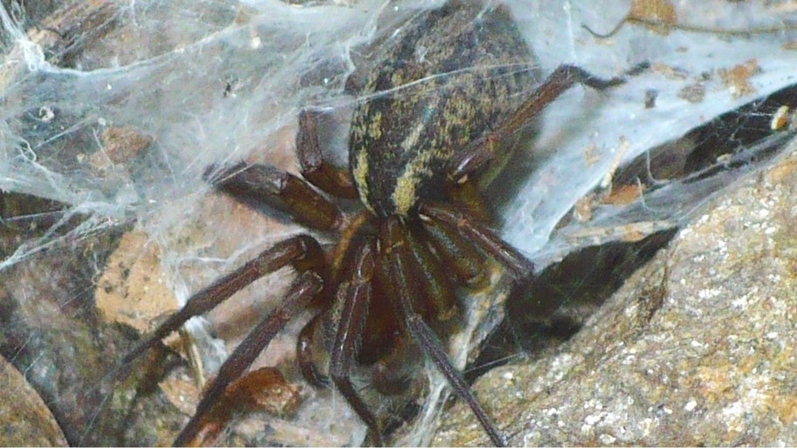 Female spiders play dead during sex so males don't have to worry about ...