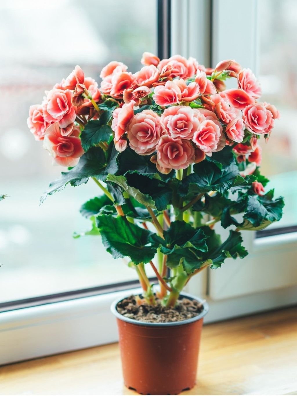 How To Take Care Of Flowers Indoors - Annual Flowers To Grow Indoors ...