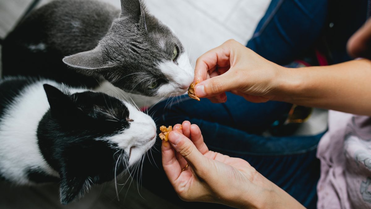 Vet reveals how to manage food aggression in cats | PetsRadar