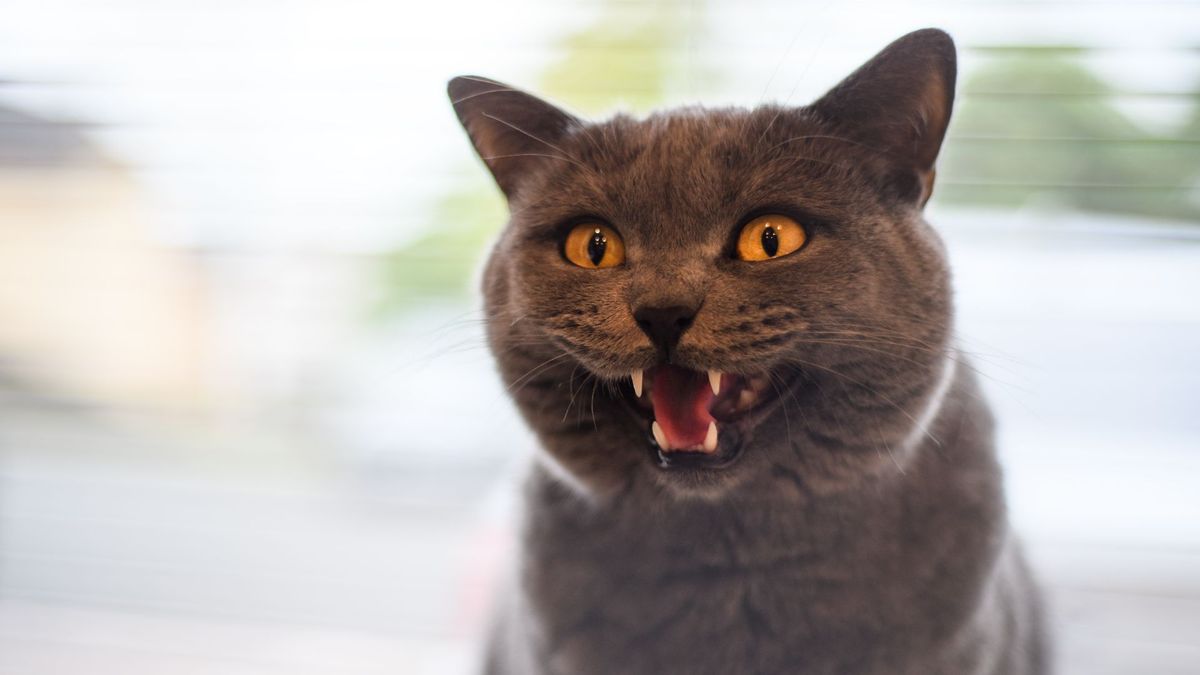 Cat teeth: What you need to know and how to care for them | PetsRadar