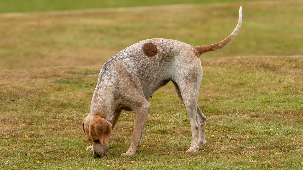 18 scent hounds known for their powerful noses | PetsRadar