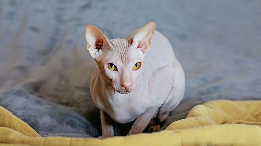 8 bald and beautiful hairless cat breeds | PetsRadar