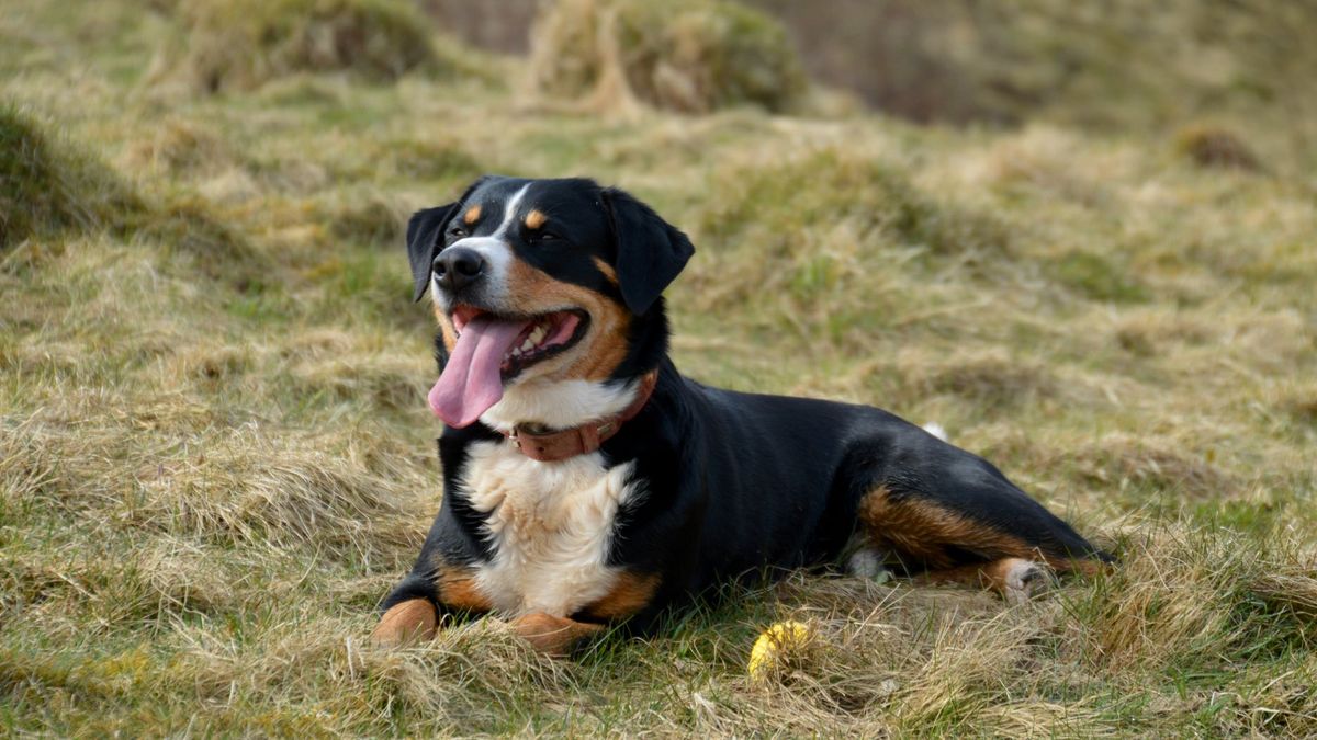 Most expensive dog breeds: Top 10 in the US | PetsRadar