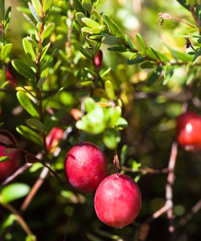 How to plant cranberries - tips to pick the right spot | Homes and Gardens