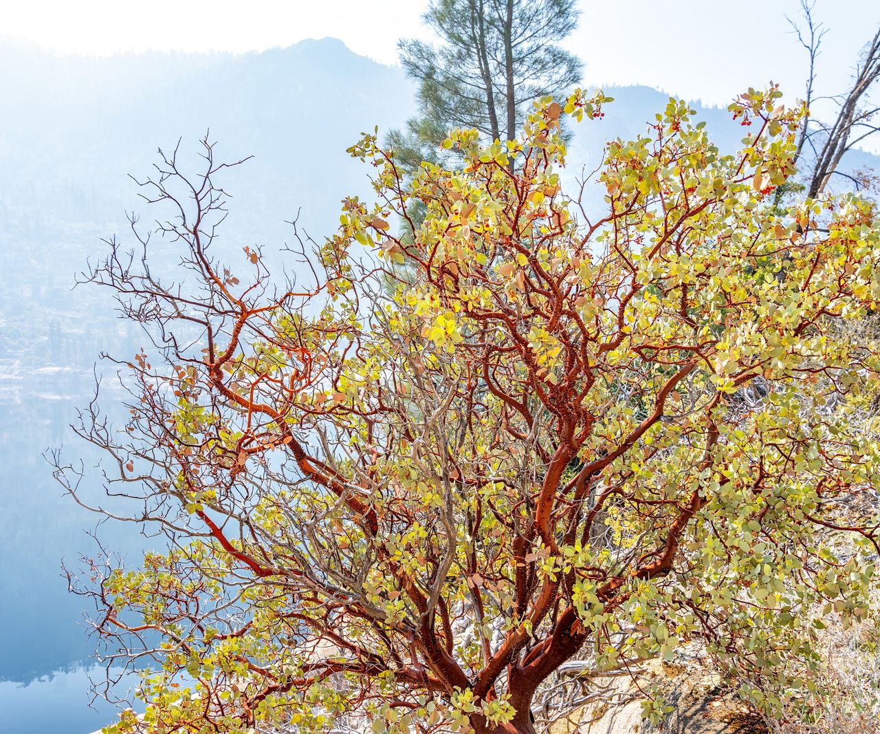 California native planting: 7 ideas for your yard | Homes and Gardens