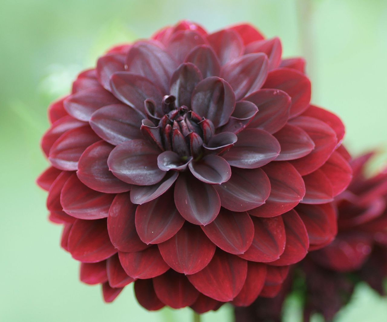 8 Moody Maroon Flowers To Grow In Your Garden | Gardening Know How