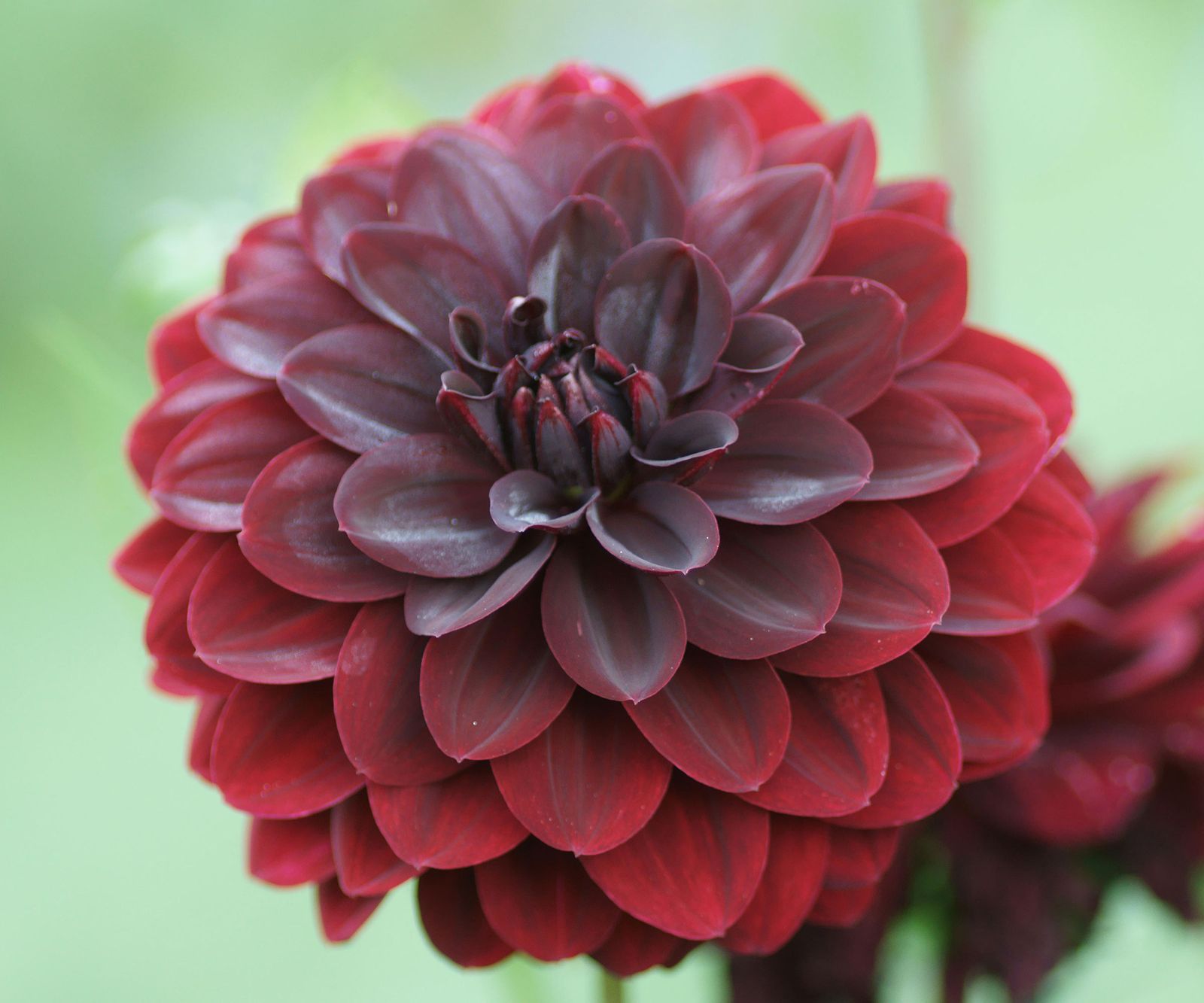 8 Moody Maroon Flowers To Grow In Your Garden | Gardening Know How