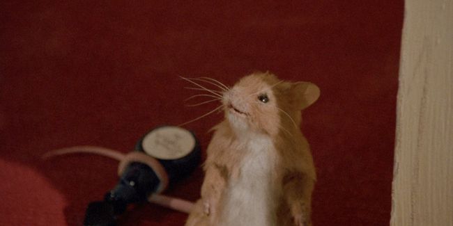 The Witches: 8 Cool Behind-The-Scenes Facts About The Anjelica Huston ...