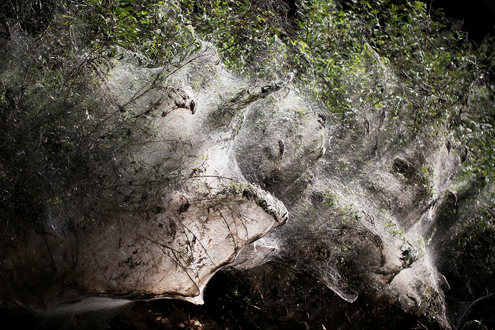 The bewitching creepiness of Jerusalem's giant spider webs | The Week
