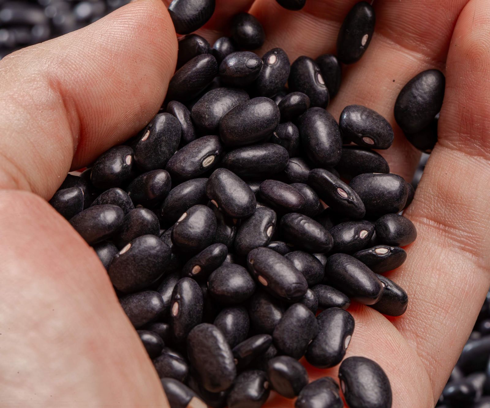 How to grow black beans at home and get a bumper harvest | Homes and ...