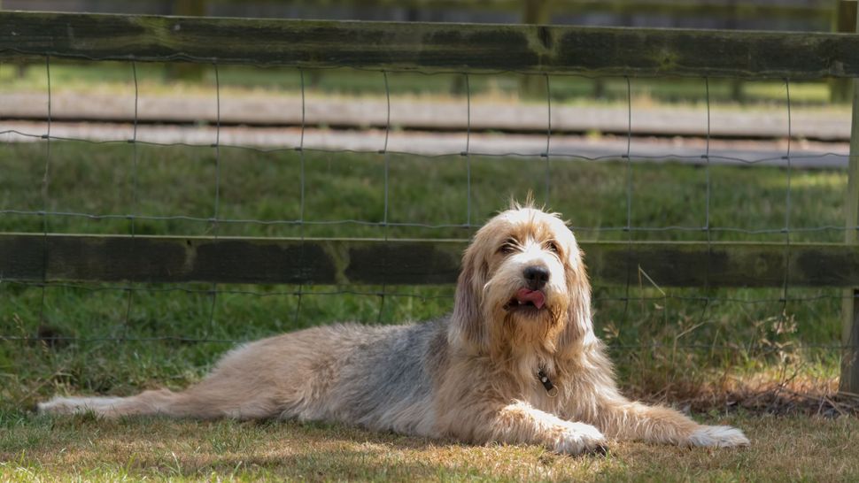 11 wire-haired dog breeds and how to care for their coats | PetsRadar