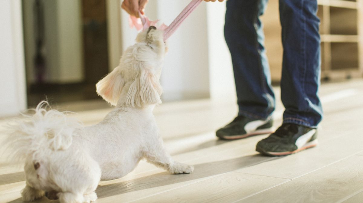 20 hardest dogs to train and challenging breeds | PetsRadar