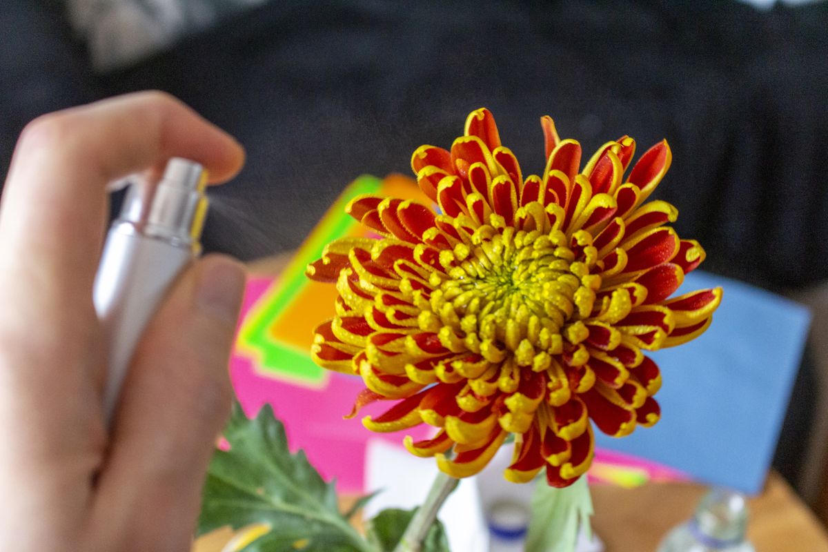 Cheap tricks and camera hacks to creative amazing floral shots at home ...