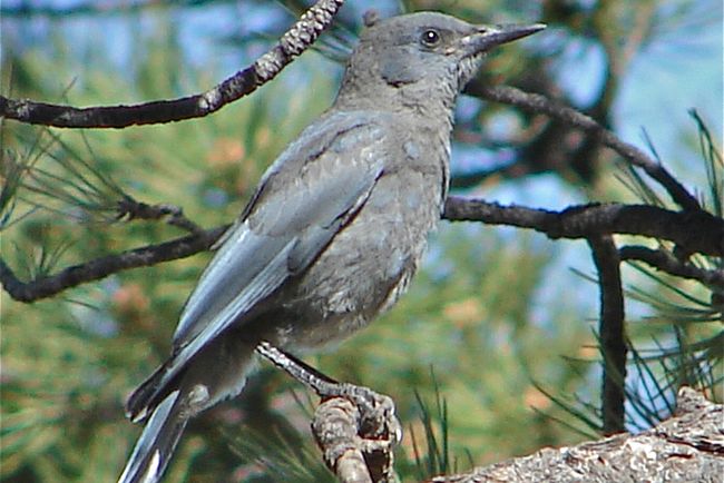 Of a Feather: Photos Reveal Stunning Birds of the Southwest | Live Science