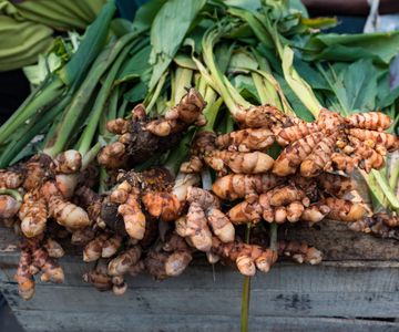 How to grow turmeric for homegrown harvests | Homes and Gardens