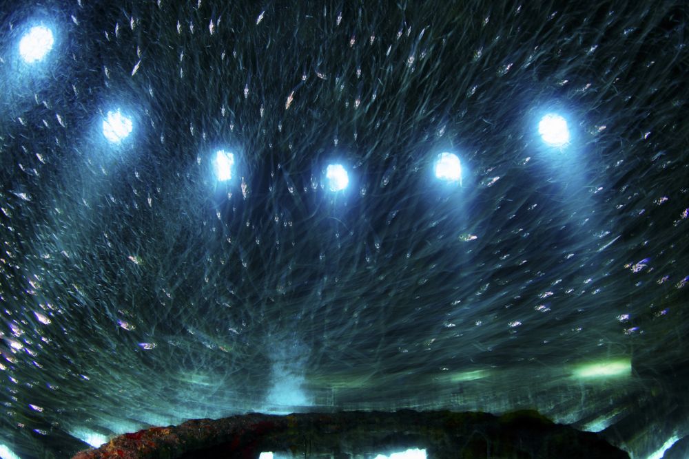 Stunning Scenes Dazzle in Underwater Images (Photos) | Live Science