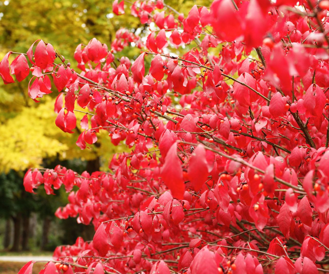 7 Shrubs for Amazing Fall Color, Chosen By A Master Gardener ...