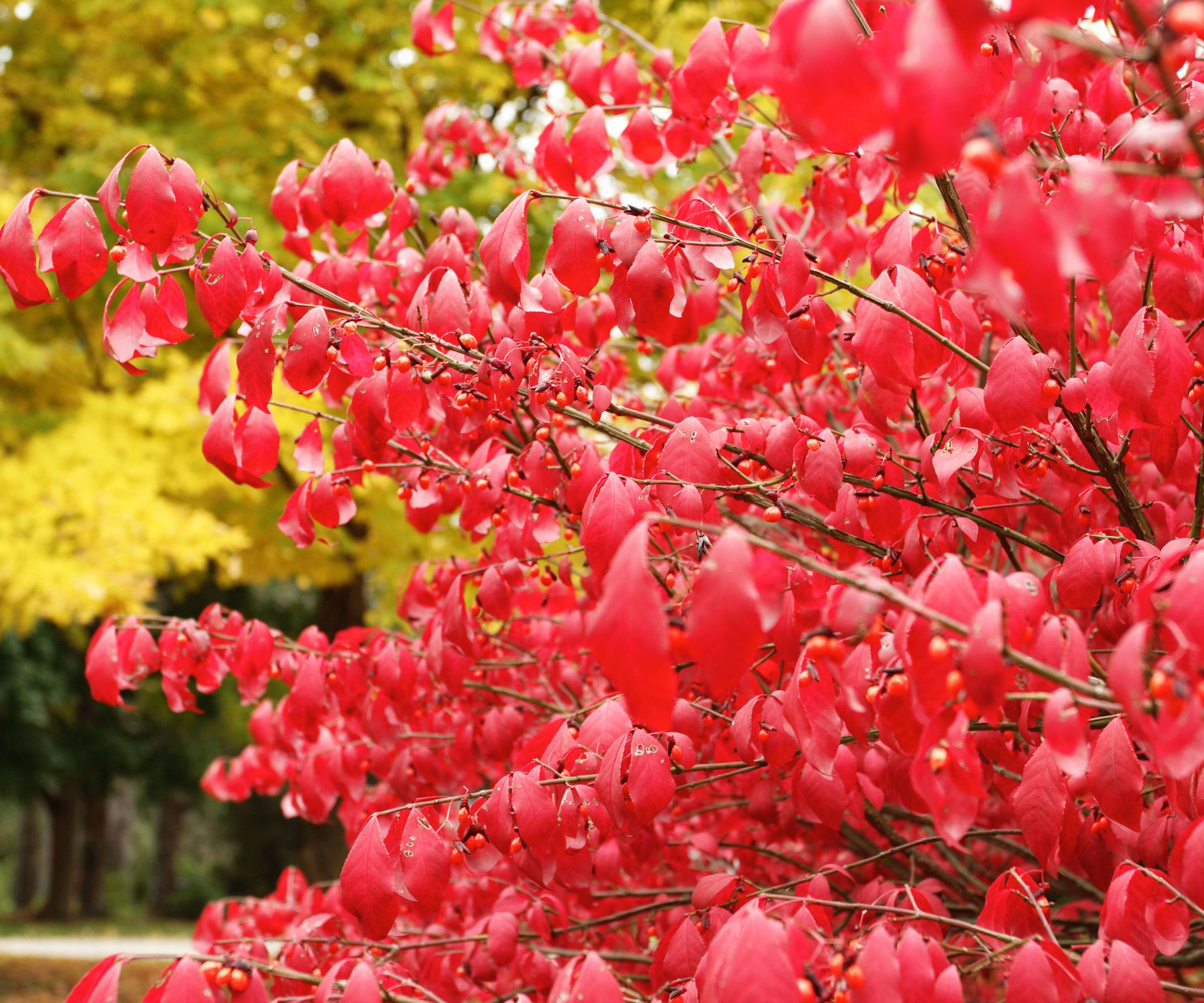 Too Good To Be Forgotten: 8 Best Underrated Plants To Try | Gardening ...
