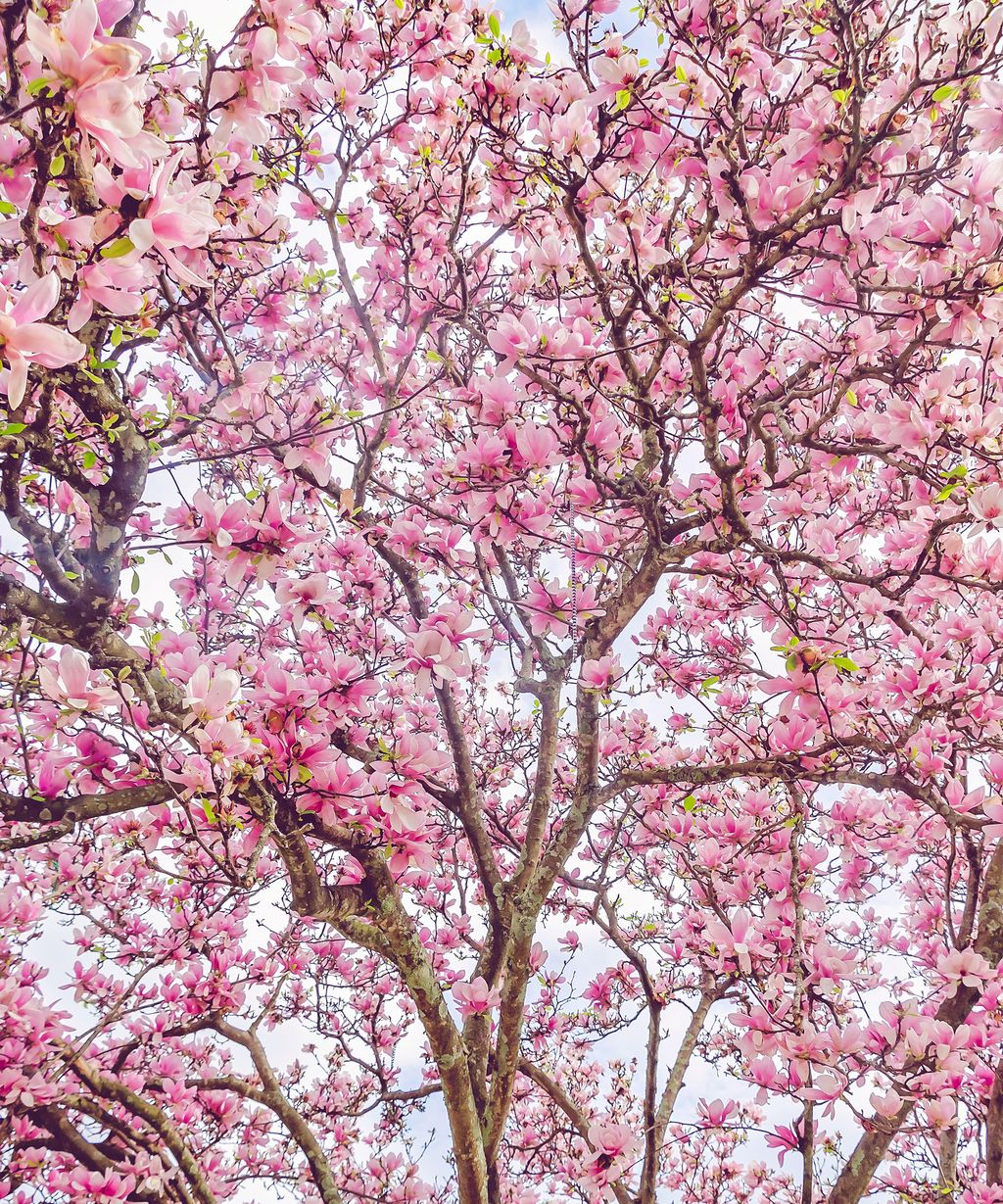 These 6 Trees Should Be In Every Yard – According To Experts ...