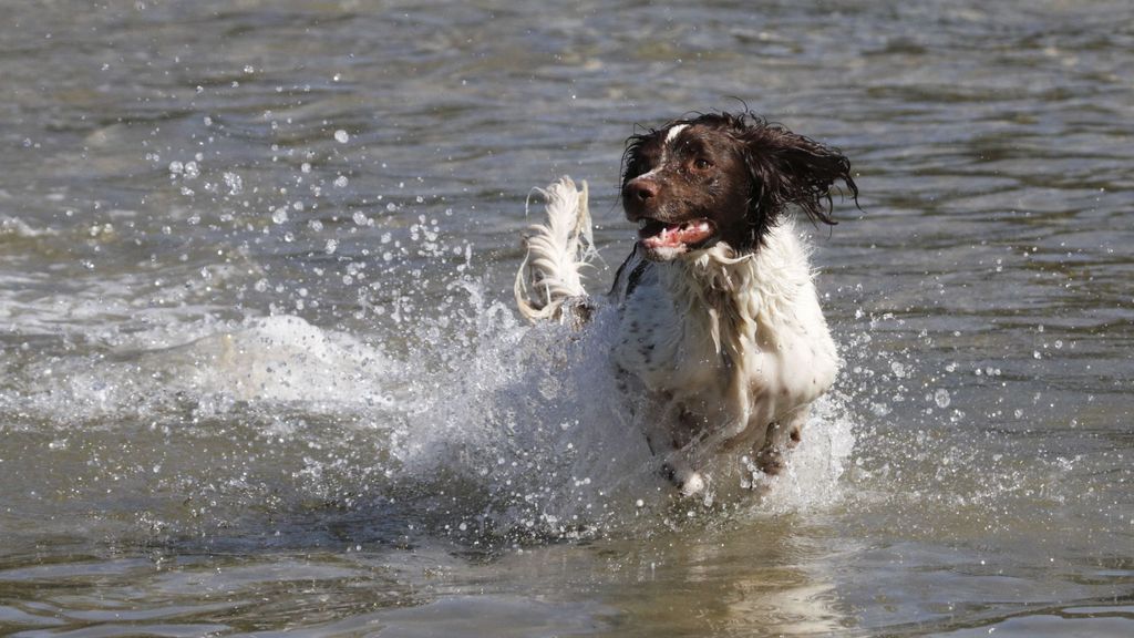 English Springer Spaniel: Breed profile | PetsRadar