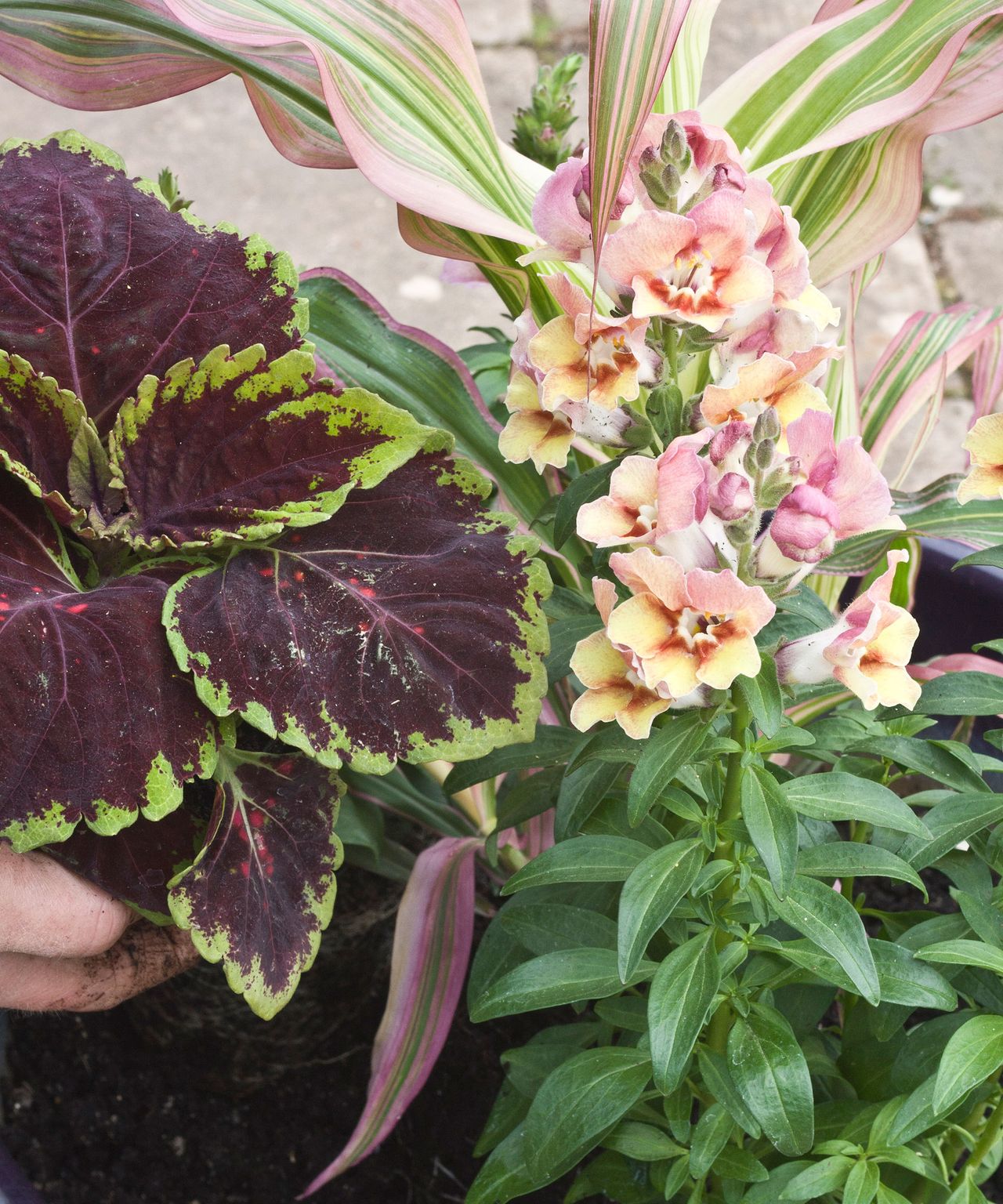 Snapdragons care guide: how to plant and grow antirrhinums | Gardeningetc