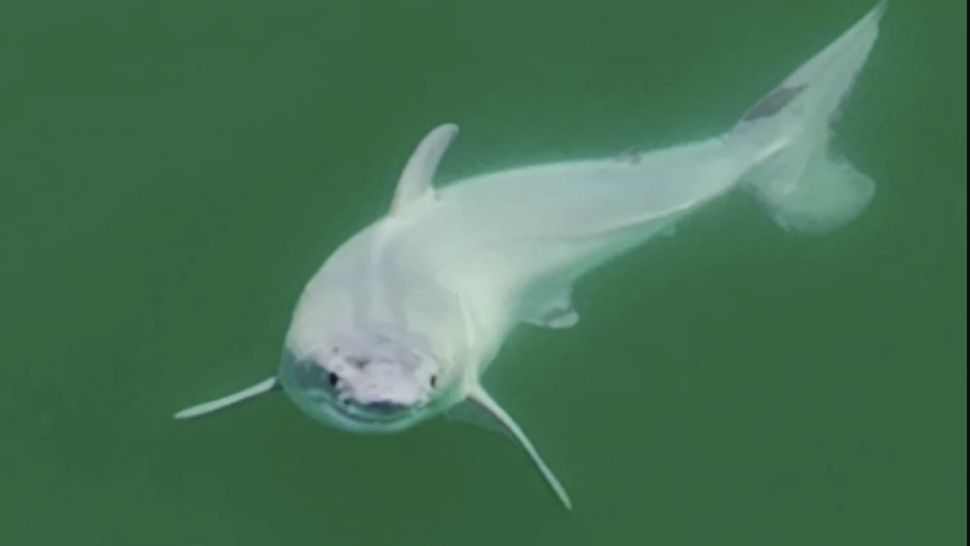 'One of the holy grails of shark science': Watch 1st ever footage of ...