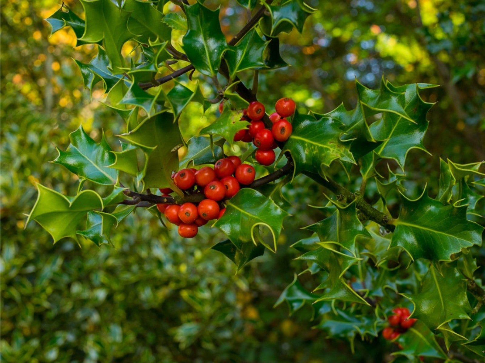Evergreen Shrubs For Shade - Shade Loving Evergreen Shrubs | Gardening ...