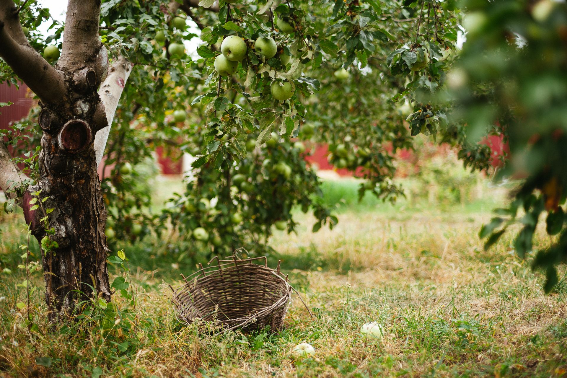 5 Best Trees for a Wind Break | Livingetc
