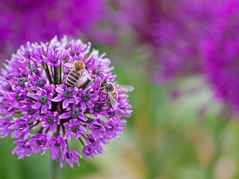Growing Alliums: Information On Allium Care | Gardening Know How