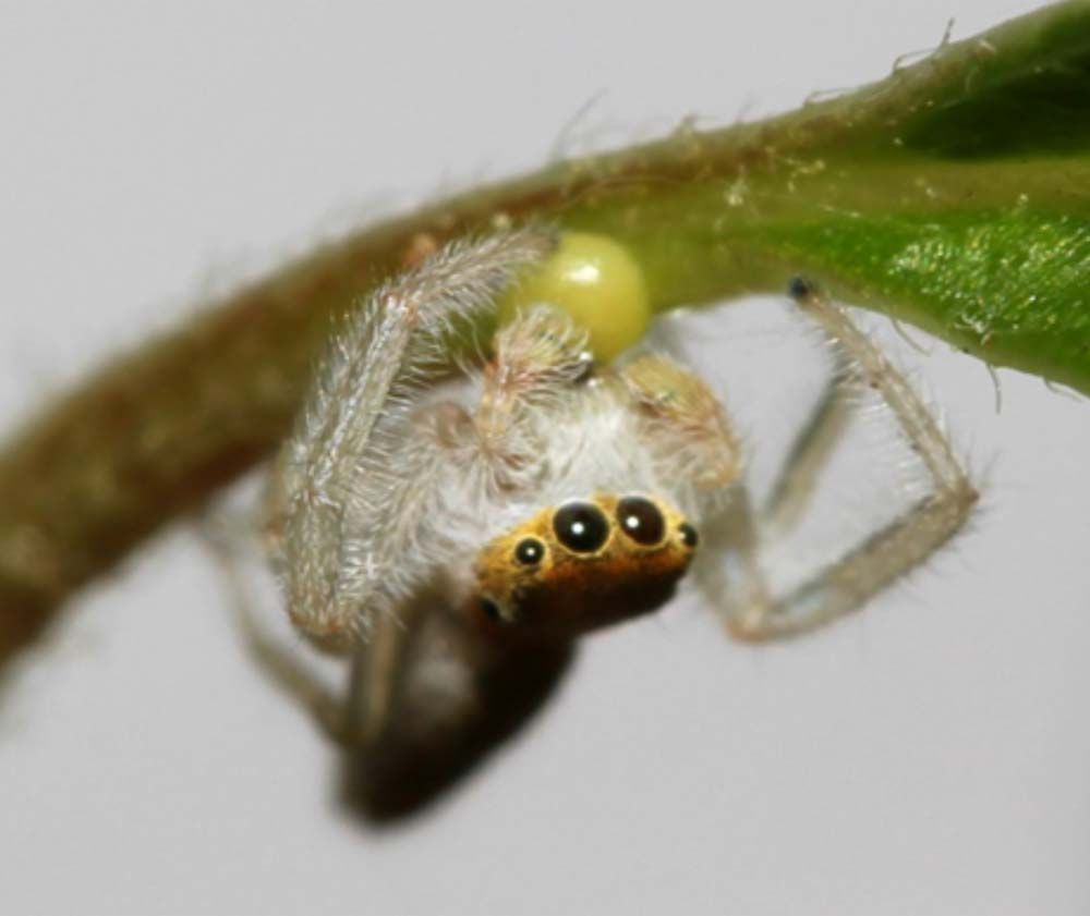 Spider Snacks: Photos of Plant-Eating Arachnids: Page 2 | Live Science